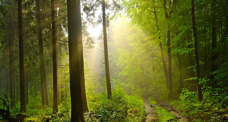Bois et forêt Mettez du vert dans votre patrimoine
